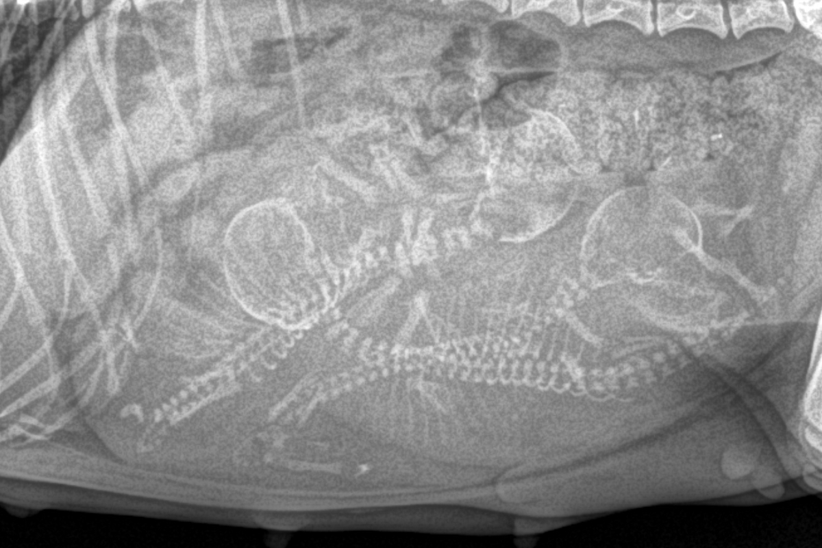 Medical Imaging - Tullamarine Animal Hospital